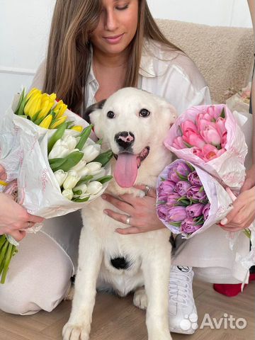 Щенок умка в добрые руки