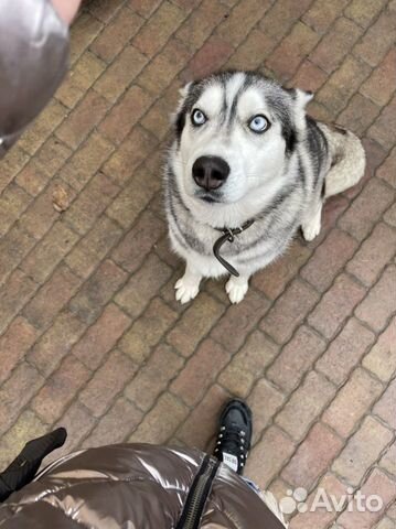 Сибирский хаски