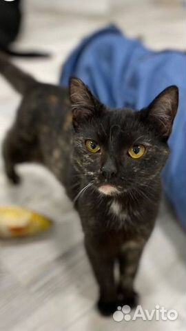 Кошка волшебная