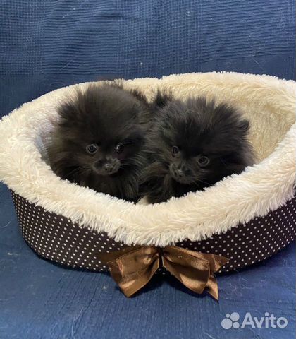 Померанский шпиц