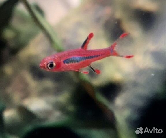 Рыба расбора бригитта (комарик)