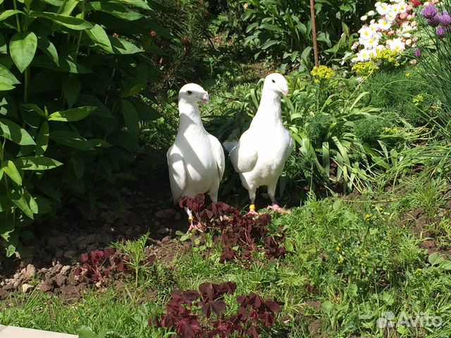 Голуби русские и немцы