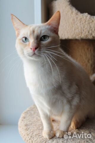 Рыжий мальчик-метис