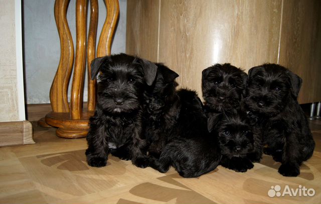 Цвергшнауцер малышка