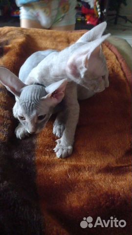 Донской сфинкс