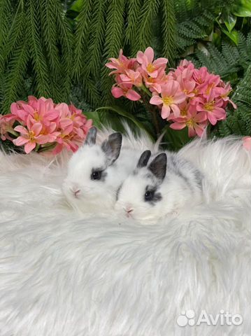 Самые милые кролики карлики