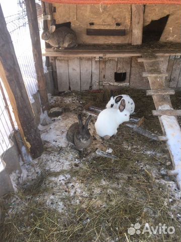 Молодки Леггорны Долм