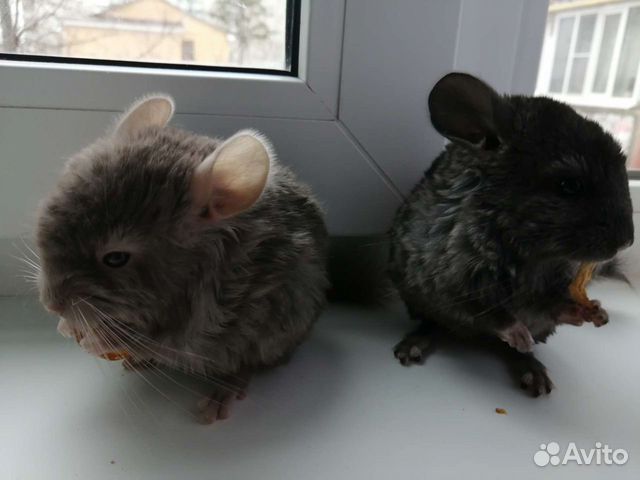 Шиншиллята девочки