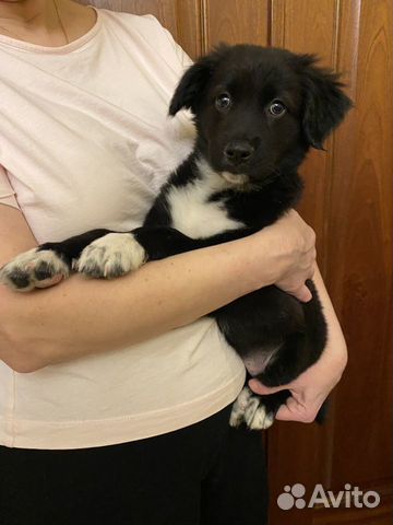 Милая щенуля Чупа ищет свою семью