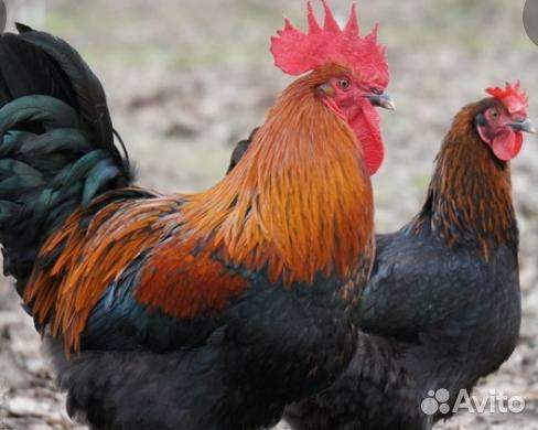 Маран черно медный