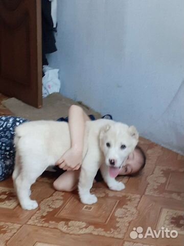Среднеазиатская овчарка алабай щенки