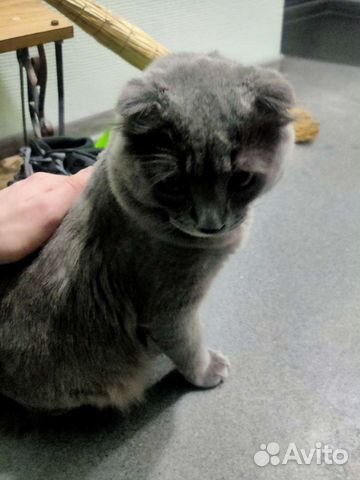 Шотландская вислоухая кошка