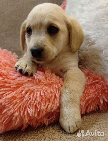 Щеночек плюшевый Лаки метис спаниеля