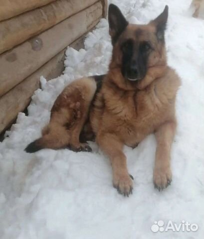 Немецкая овчарка из приюта Бездомные друзья