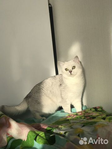 Вязка кошка