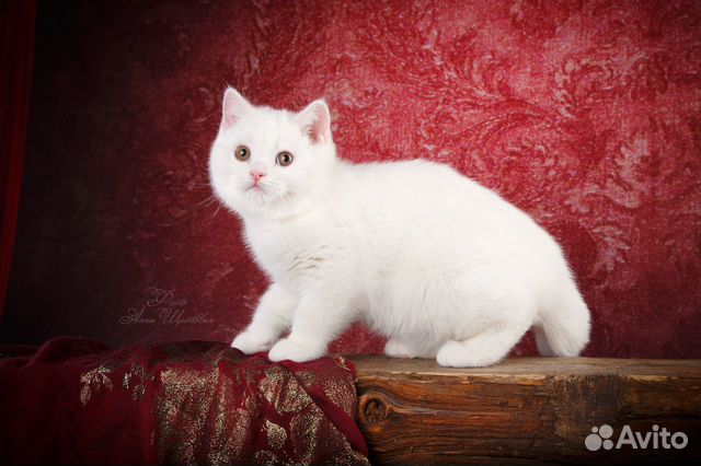 Британский белый котик