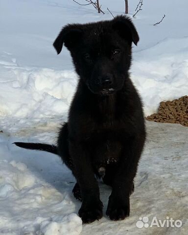 Восточноевропейская овчарка