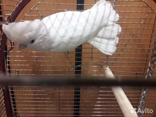 Какаду соломоновый