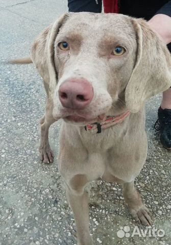 Веймарайнер кобель