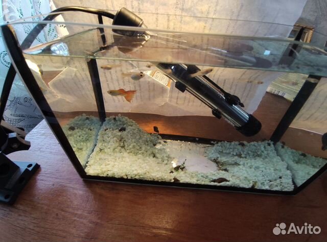 Гуппи бесплатно, обмен на водоросли