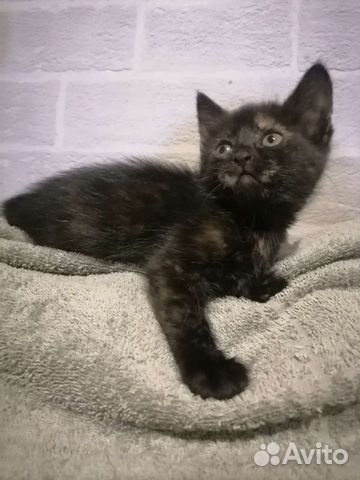 Маленькая леди