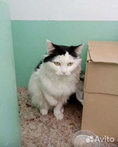 Котик