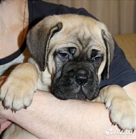 Бульмастиф Блонди