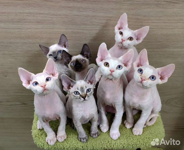 Котята девон-рекс