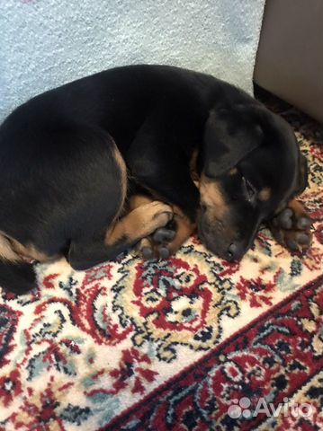 Щенки ягдтерьера