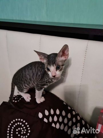 Донской сфинкс велюр