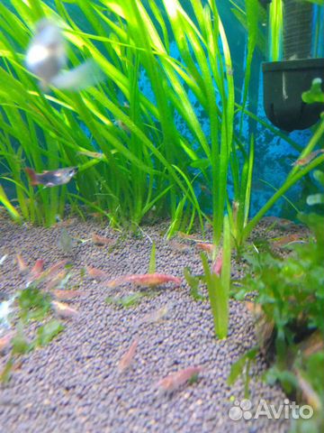Аквариумное растение