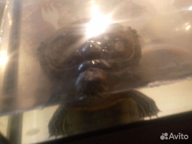 Черепашка с аквариумом,с ладошку желтоухая