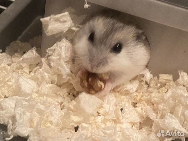 Джунгарский хомяк с клеткой