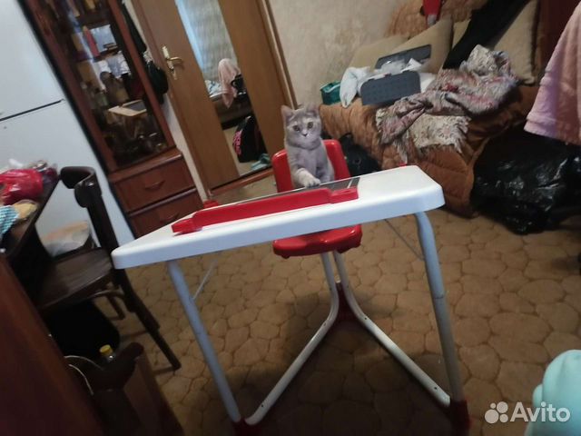 Кошка на вязку