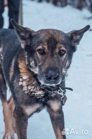 Пёс, над которым издевались, ищет любящих хозяев