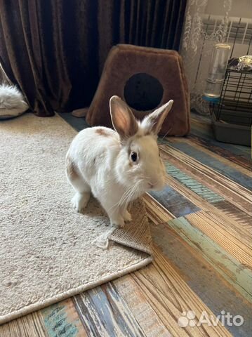 Кролик на вязку