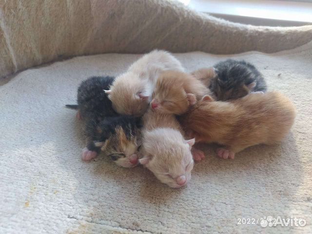 Котята в добрые руки бесплатно