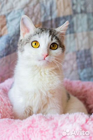 Ласковый котенок Петрушка ищет дом