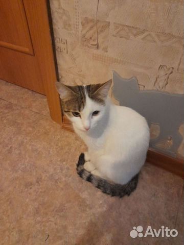 Кошка в дар