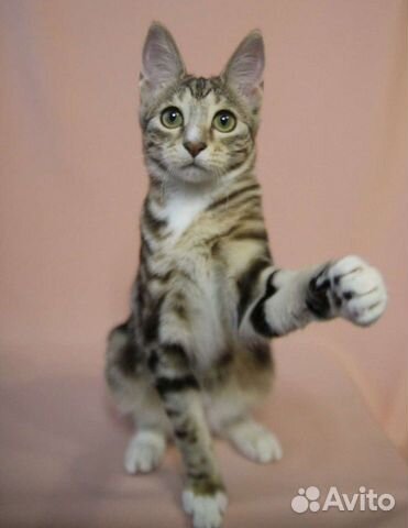 Курильский бобтейл - бурундучок