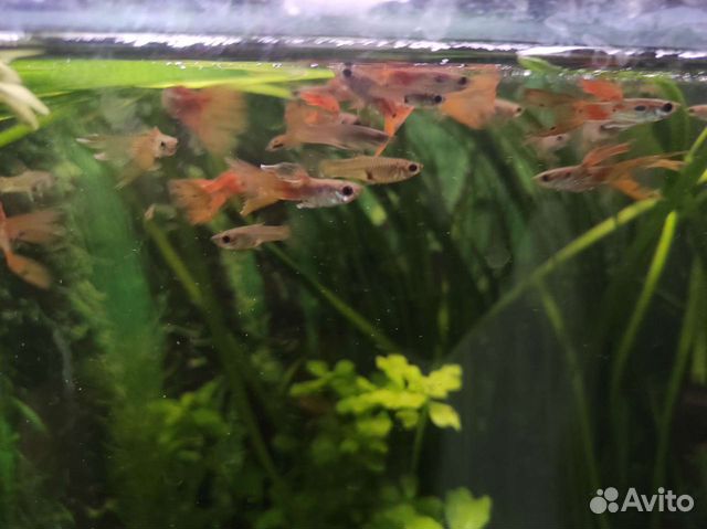 Аквариумные рыбки гуппи