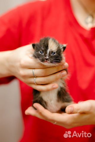 Котята ищут свои семьи