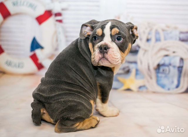 Мальчик Голубой триколор