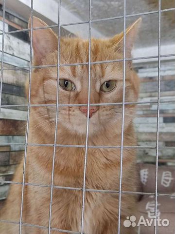 Кошка в добрые руки