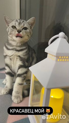 Кот для вязки