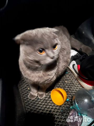 Британская