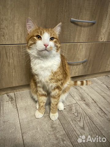 Кот кастрированный 11 месяцев