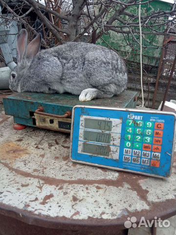 Кролик самка серый великан с шиншилой