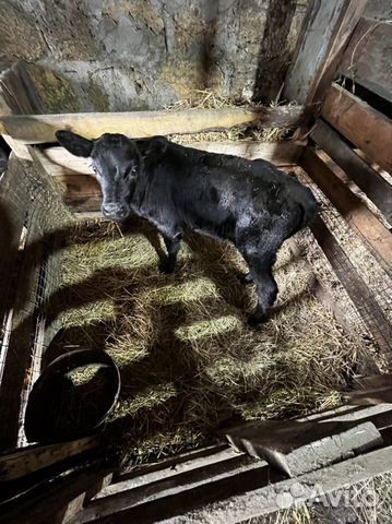 Бык (теленок)