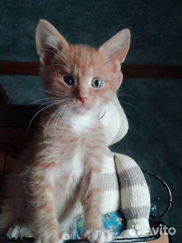 Рыжий кроха 2 месяца котик